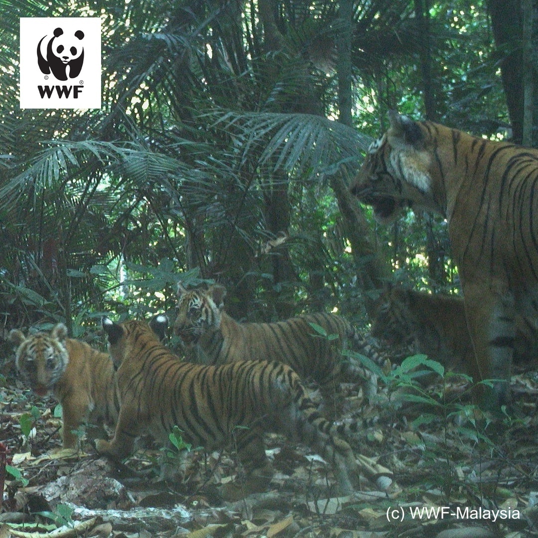 Four Malayan tiger cubs spotted in the wild