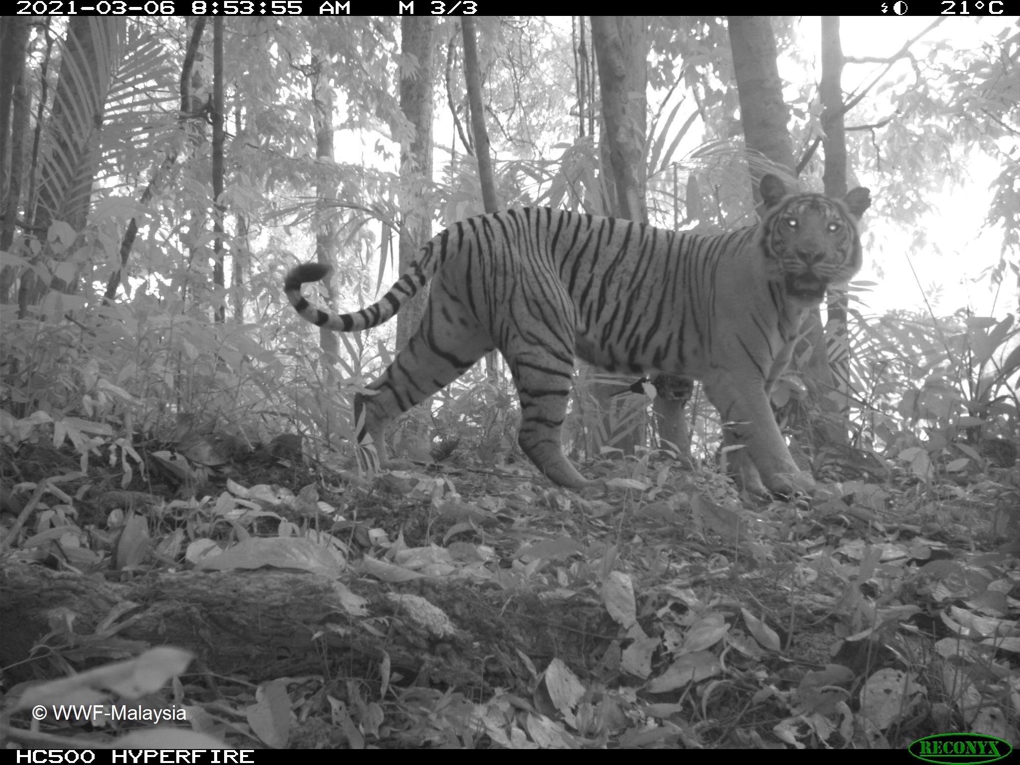 WWF Malaysia - Camera traps yield positive signs