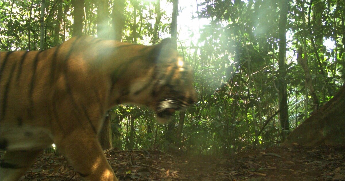 WWF Malaysia - Camera Traps