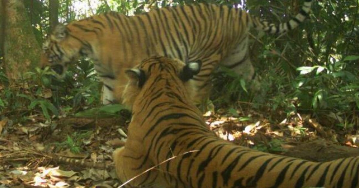 Global Tiger Day – Tiger Conservation member update